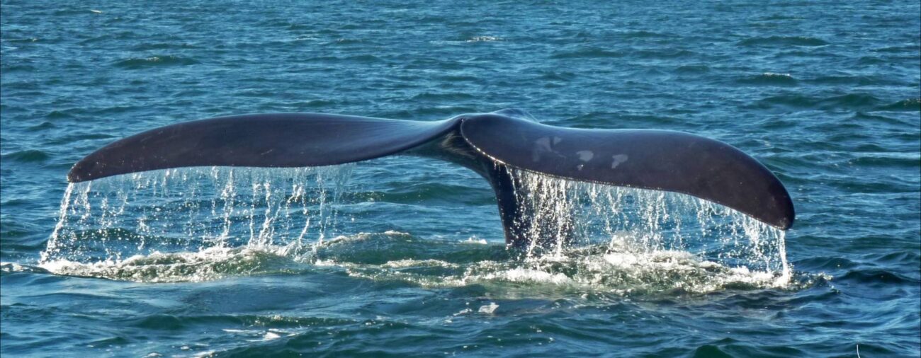 Ticket Details - Whale Festival